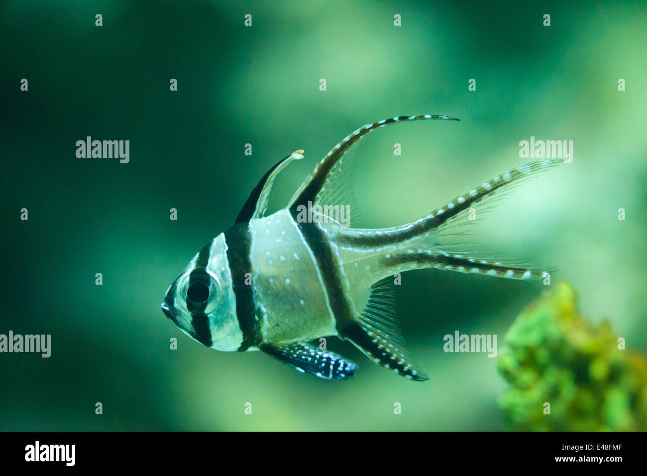 Pajama cardinalfish hi-res stock photography and images - Alamy