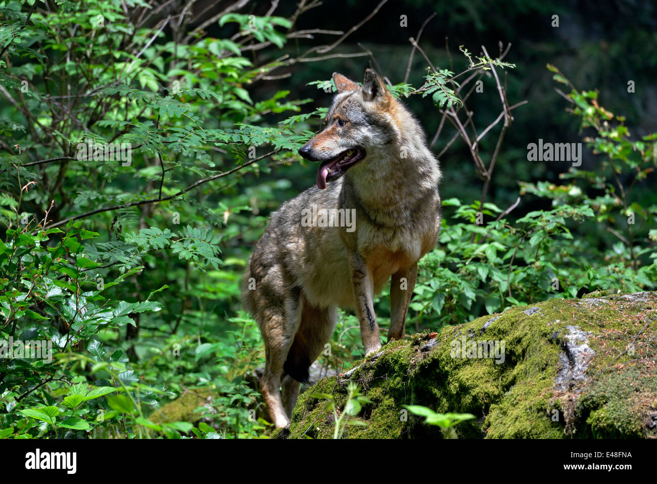 Germany, Bavarian forest, Bayerischer Wald NP, Wolf, Canis lupus Stock ...