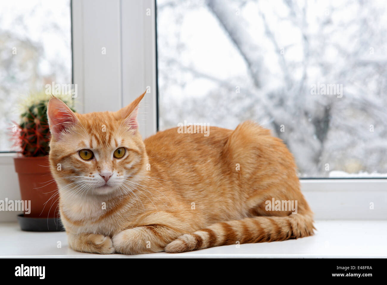 Orange cat sitting in the window, through the glass winter and snow ...