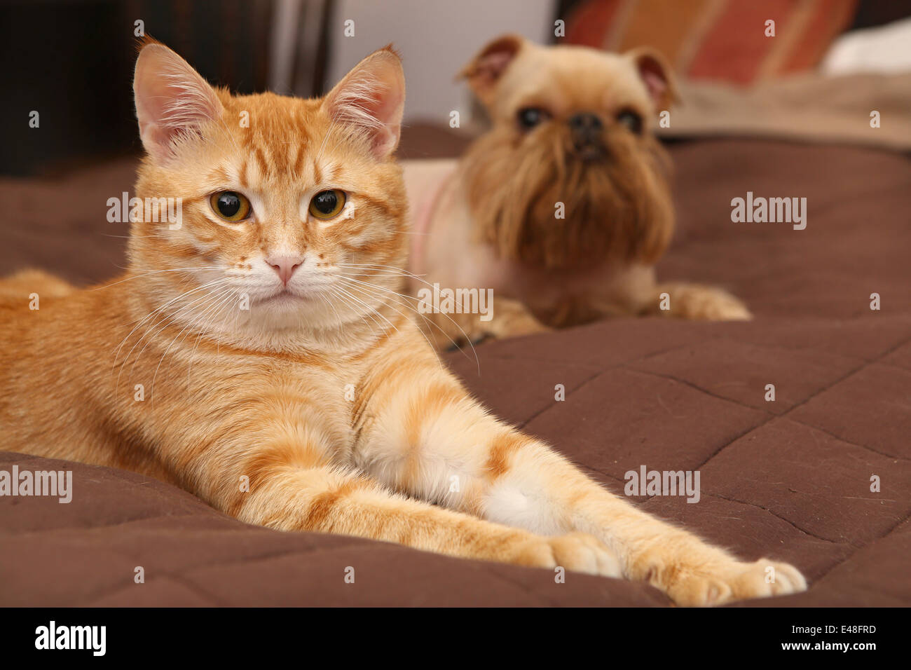 Dog on fur bed hi-res stock photography and images - Alamy