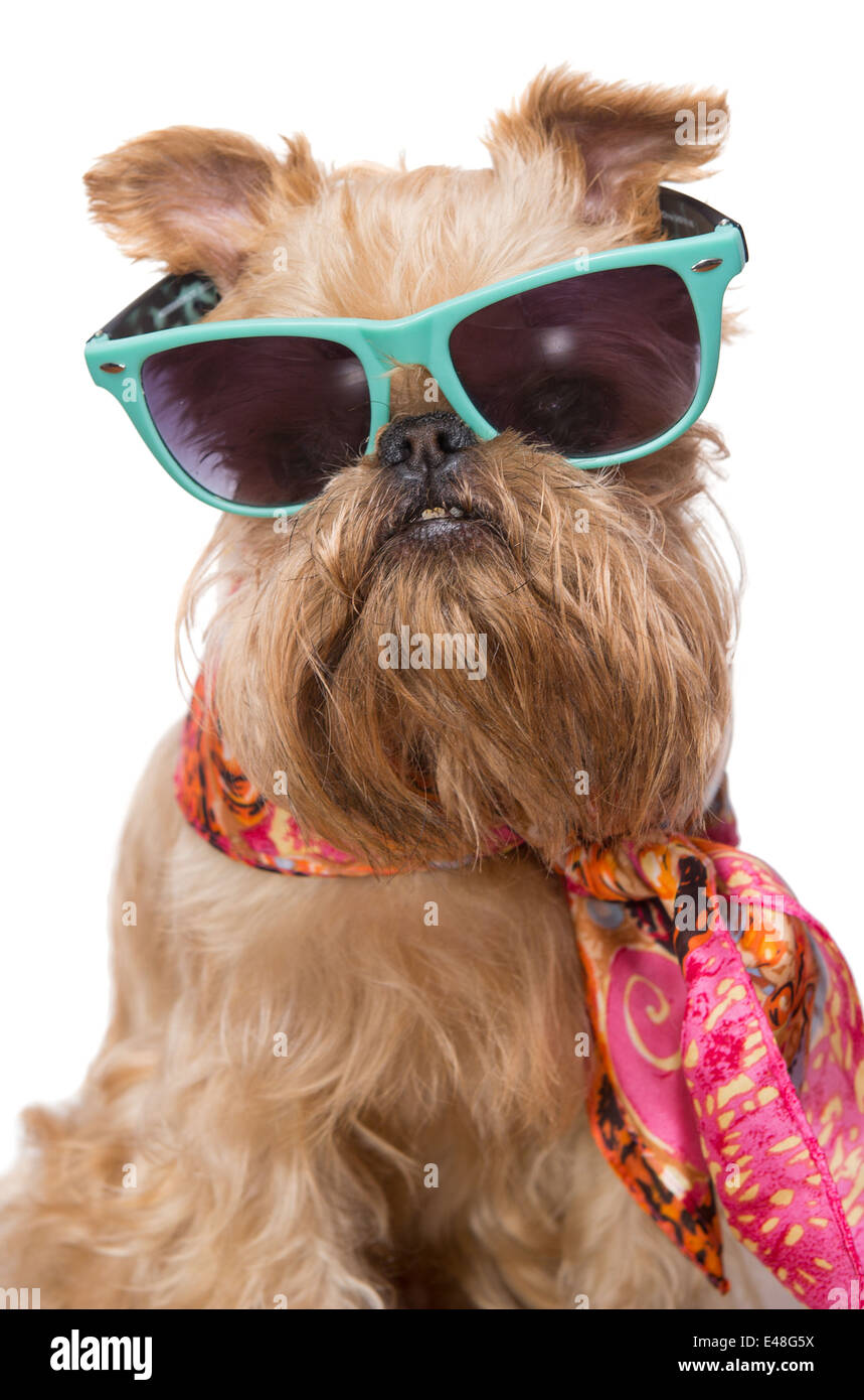 Brussels Griffon in sunglasses, isolated on white background Stock ...