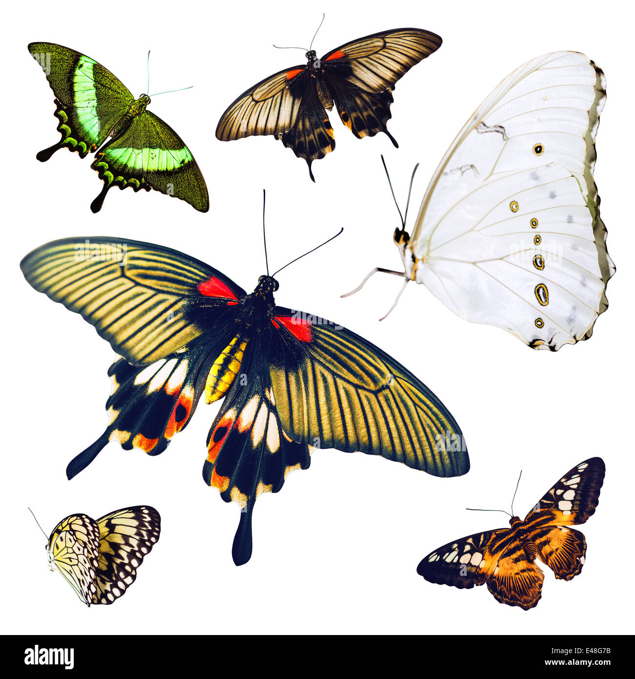Types of butterflies hi-res stock photography and images - Alamy