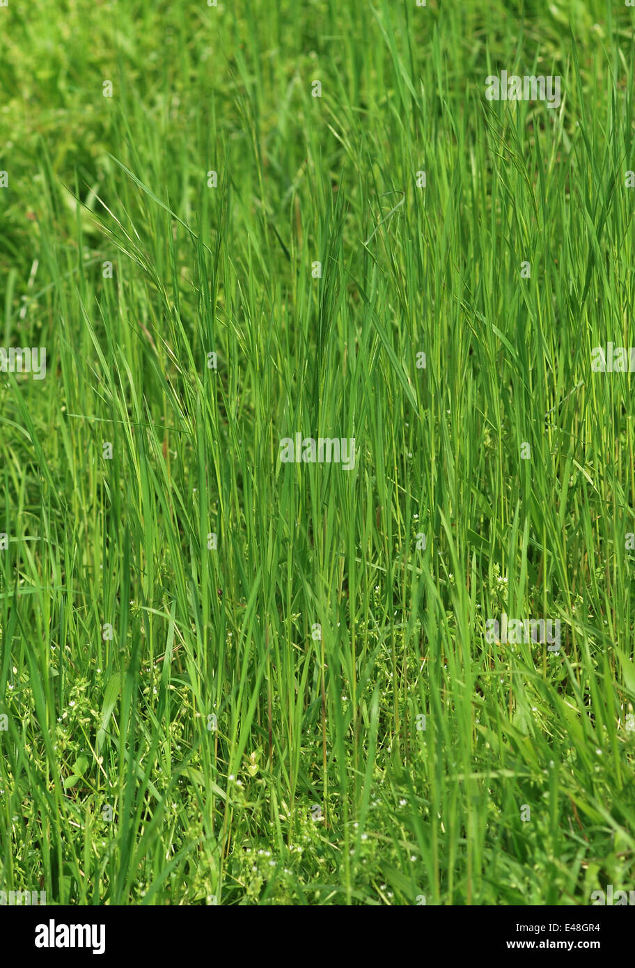 Field of insects hi-res stock photography and images - Alamy