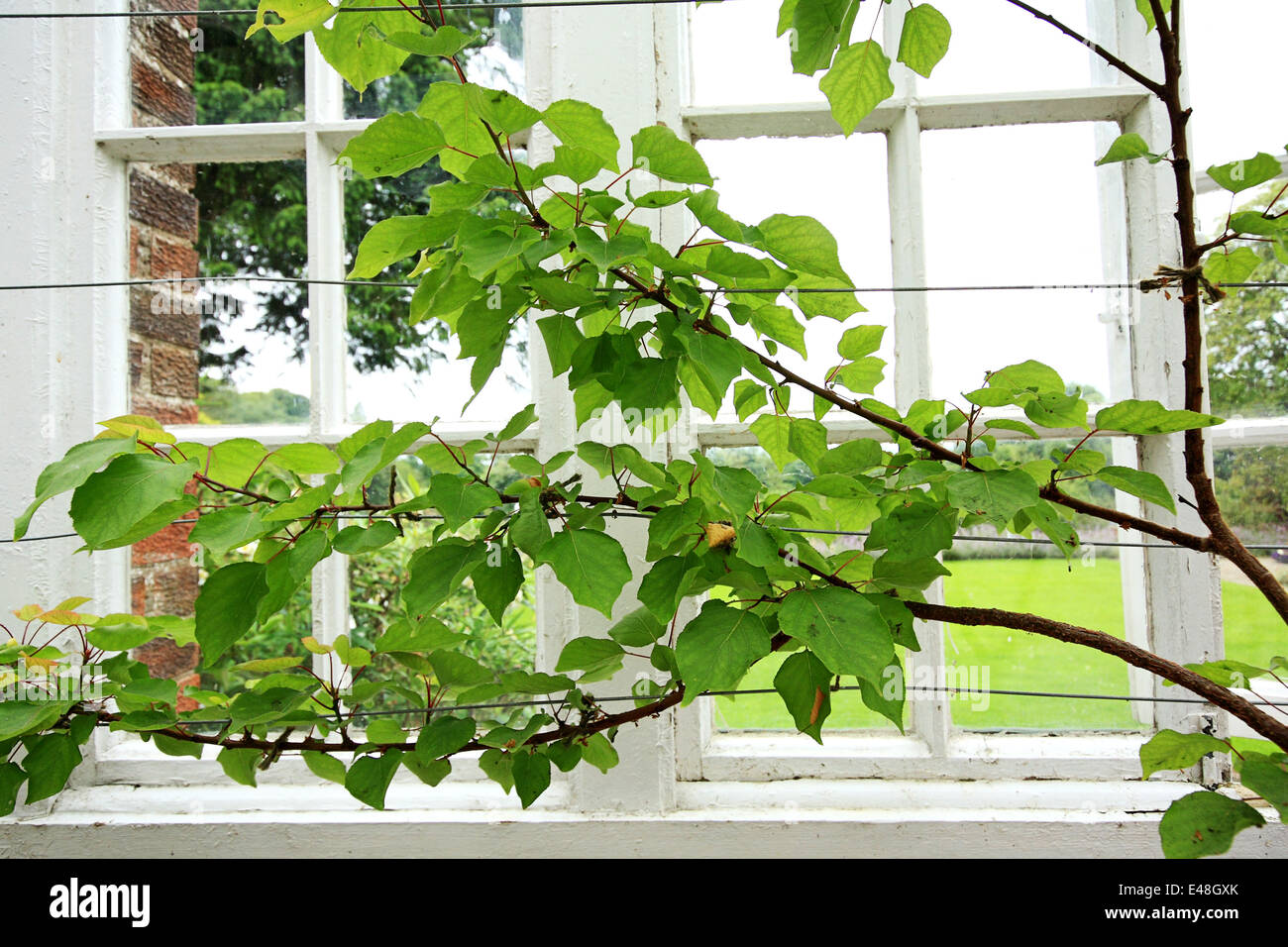 Peach tree branches against, old conservatory windows Stock Photo - Alamy