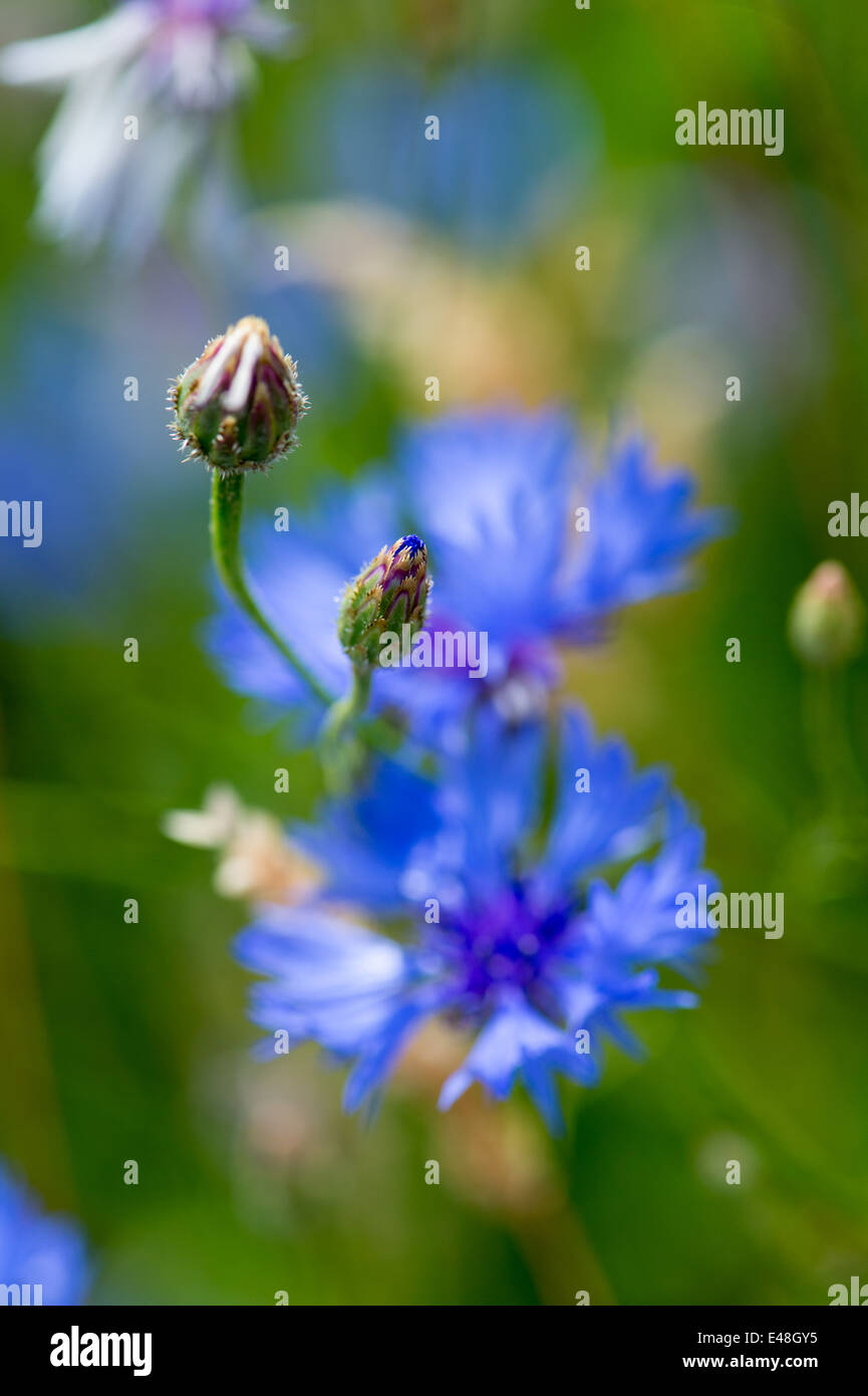 Bud of Blue wild cornflower in nature Stock Photo - Alamy