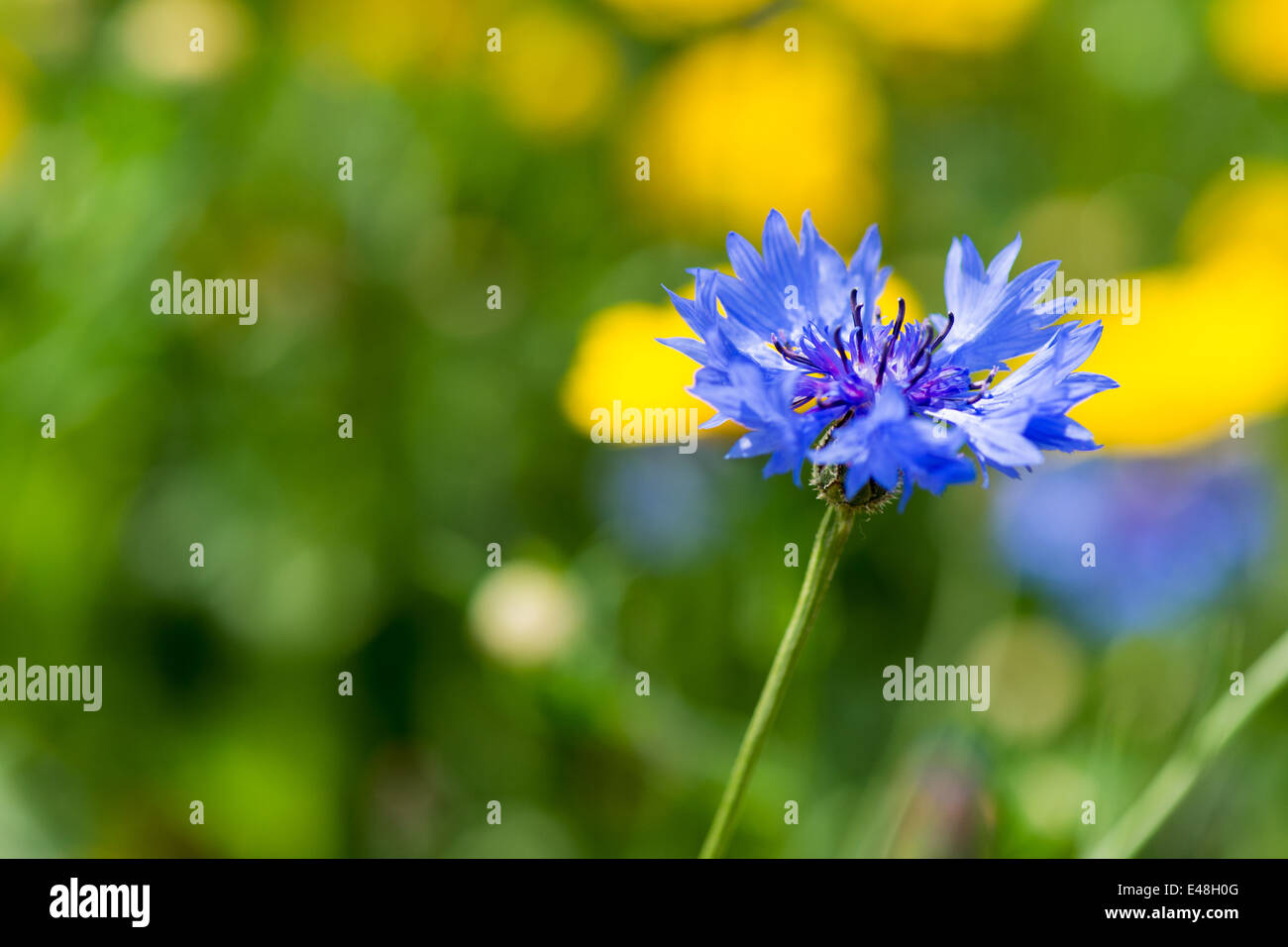 Blue wild cornflower in nature Stock Photo - Alamy