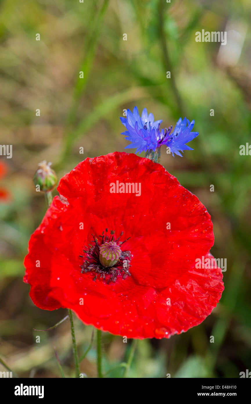Red poppy and blue corn flowers Stock Photo - Alamy