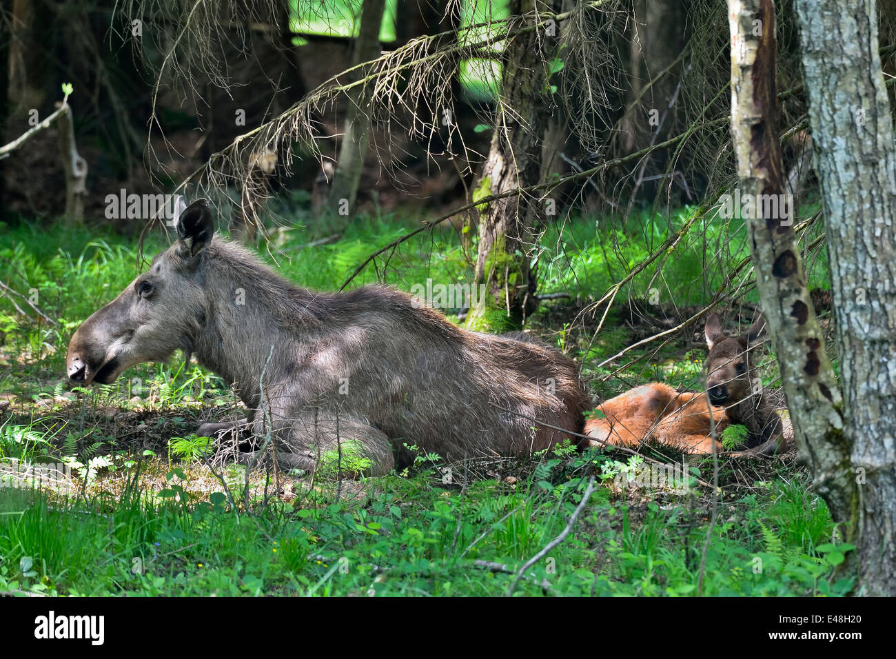Germany, Bavarian forest, Bayerischer Wald NP, female Elk with its ...
