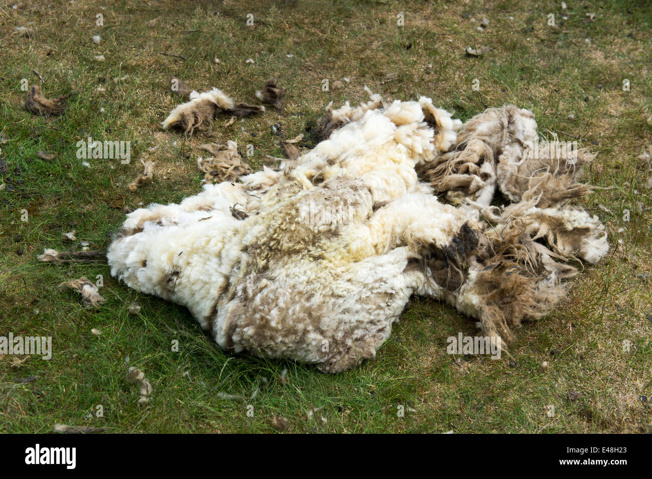 Sheep wool shave hi-res stock photography and images - Alamy