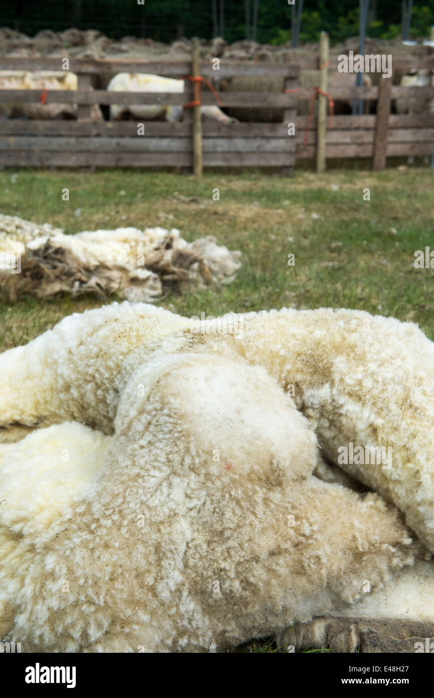 How to shave sheep hi-res stock photography and images - Alamy