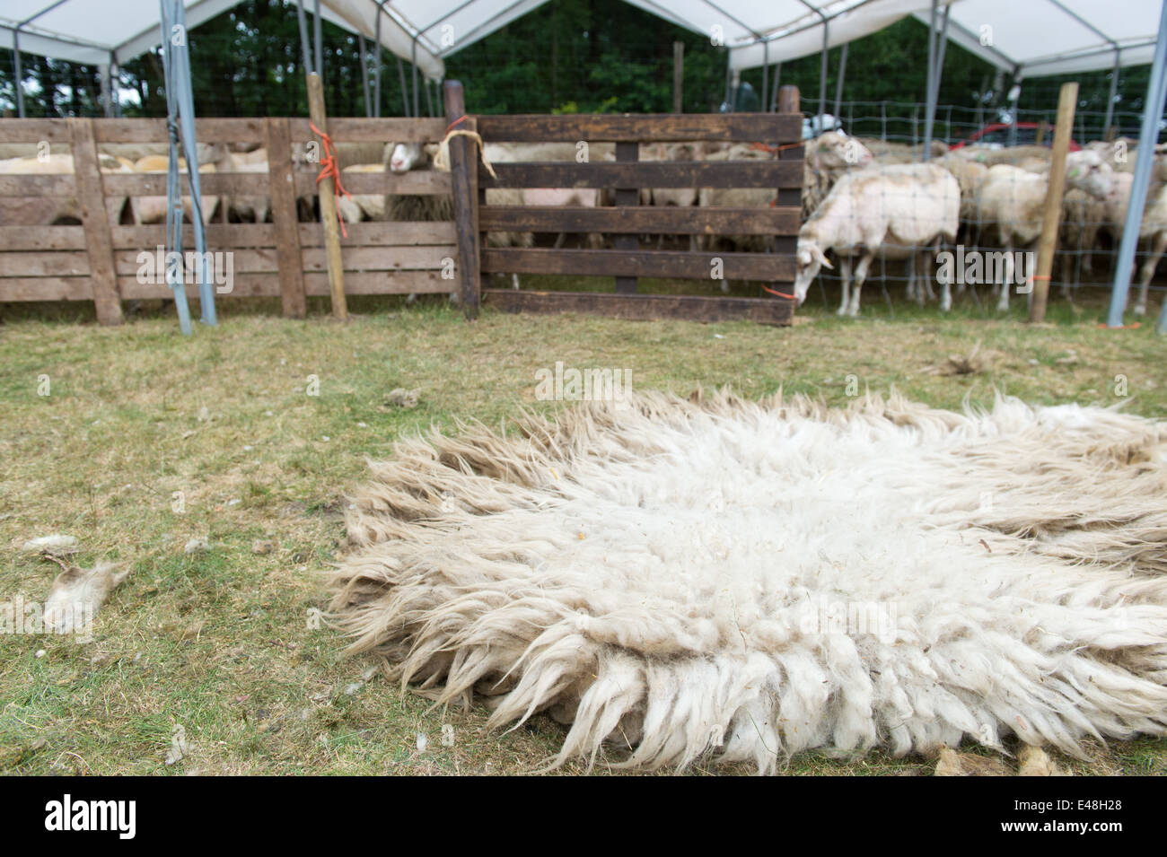 Wool fleece of sheaved sheep Stock Photo - Alamy