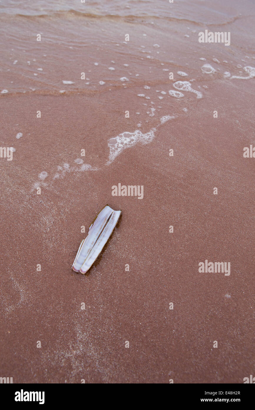 Razor shell hi-res stock photography and images - Alamy