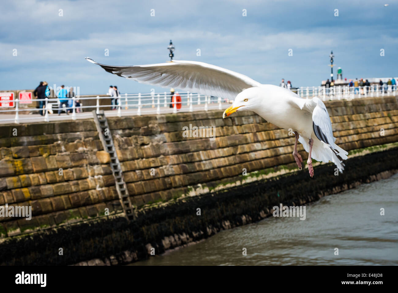 Whitby bay seagull hi-res stock photography and images - Alamy