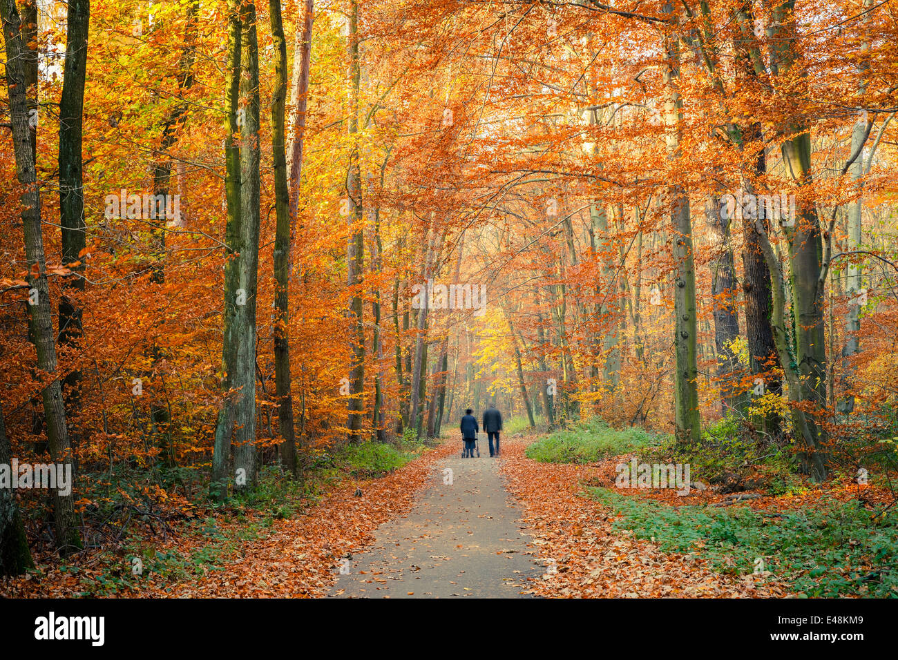 Pathway in the autumn forest Stock Photo - Alamy