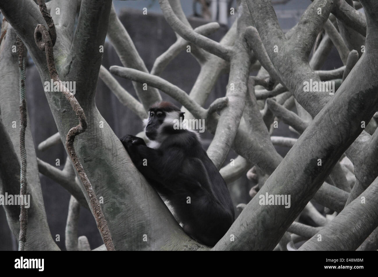 Black monkey hi-res stock photography and images - Alamy