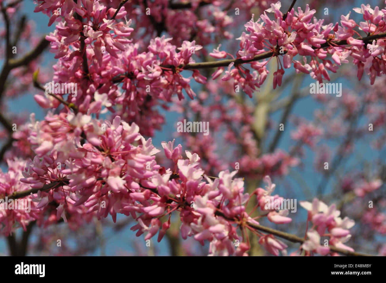 Pink Flowering Tree in the Sunlight Stock Photo - Alamy