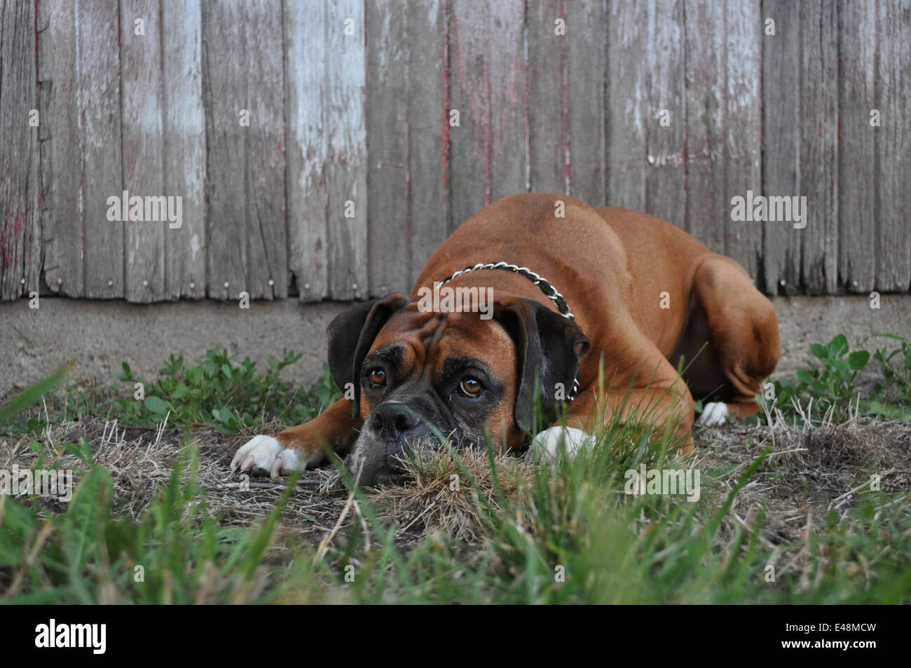 Brown boxer laying in the grass in front of a barn Stock Photo - Alamy