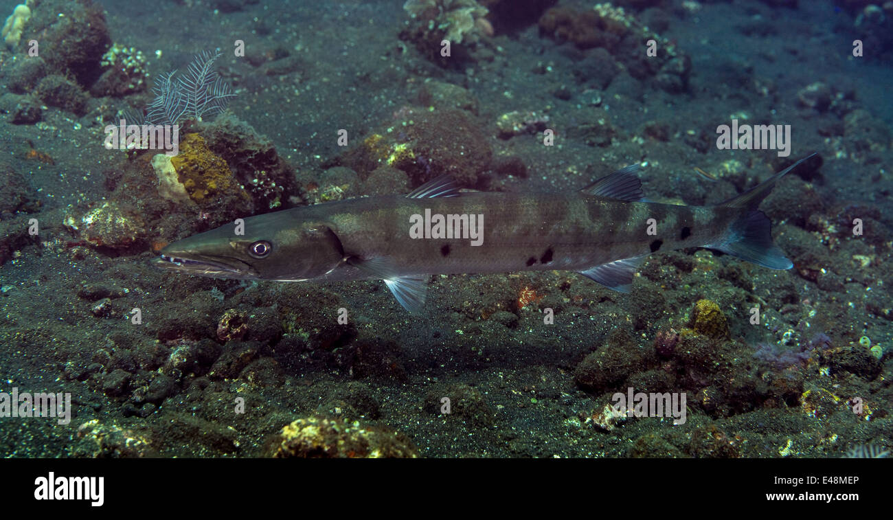 Great barracuda sphyraena scuba hi-res stock photography and images - Alamy