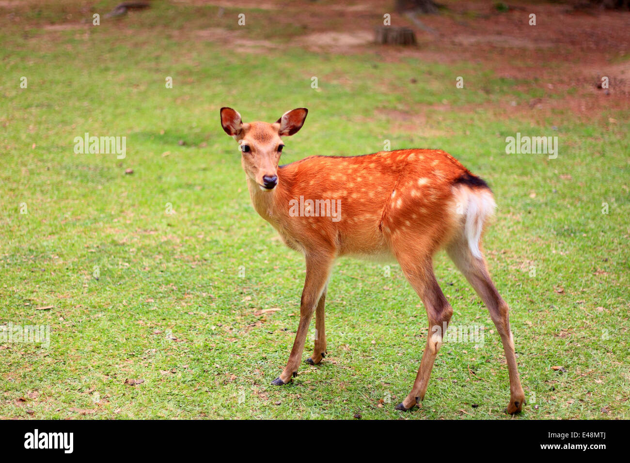 Sika Deer (Cervus nippon) in Japan Stock Photo - Alamy