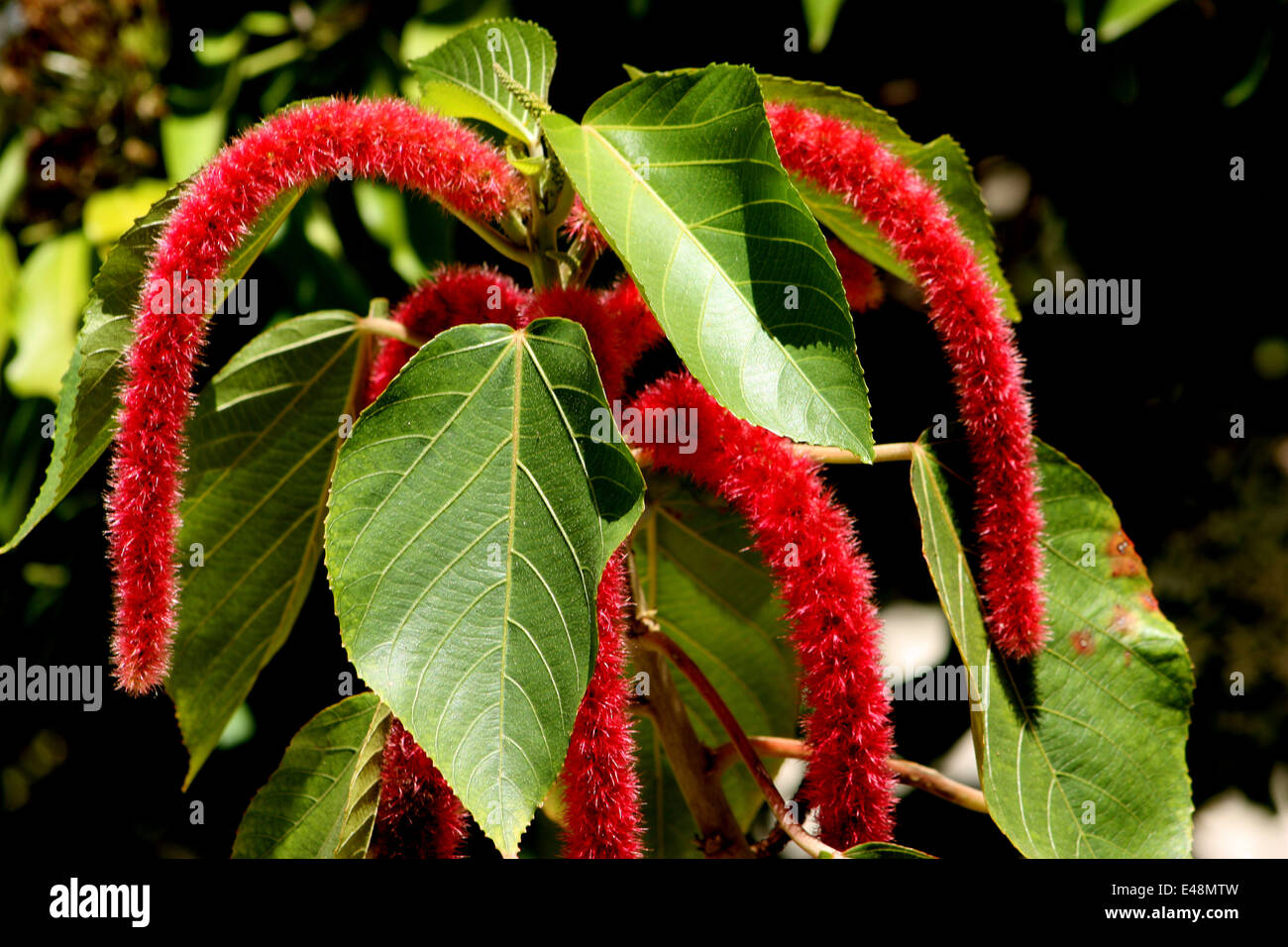 Cat's tails plant in the Queen Elizabeth Botanical Park, Grand Cayman ...