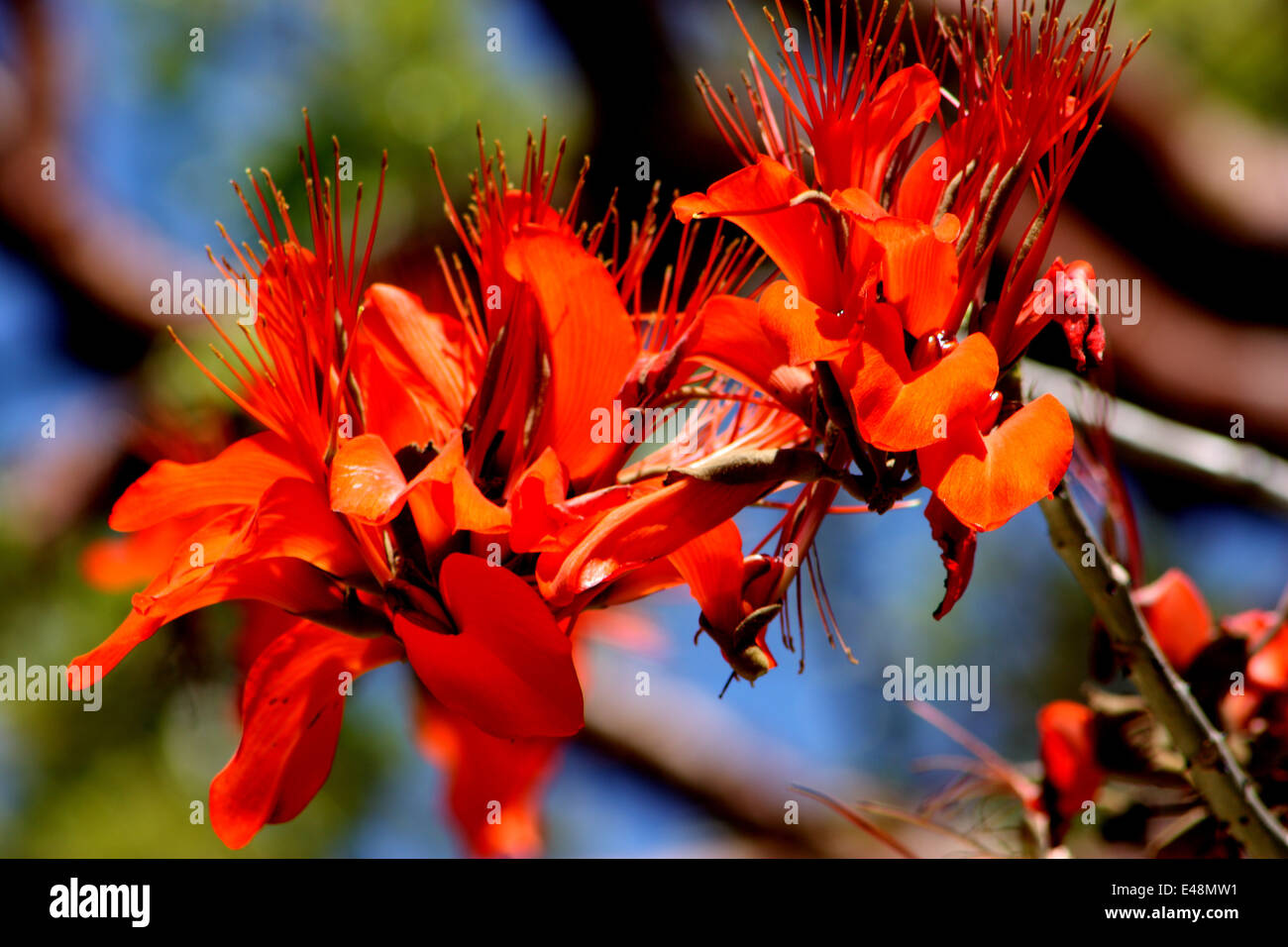 Broadleaf gardens hi-res stock photography and images - Alamy