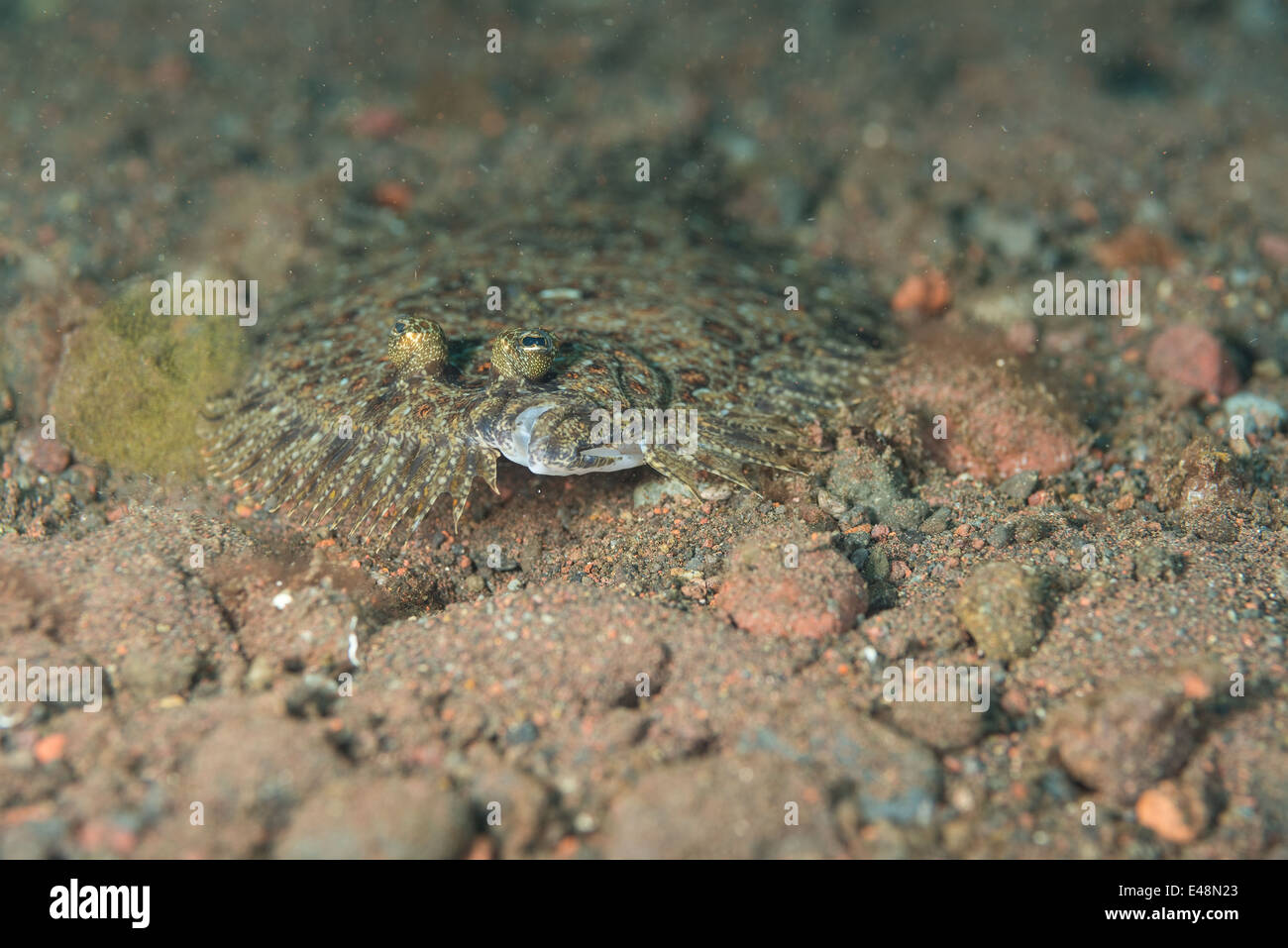 Flatfish flounder hi-res stock photography and images - Alamy