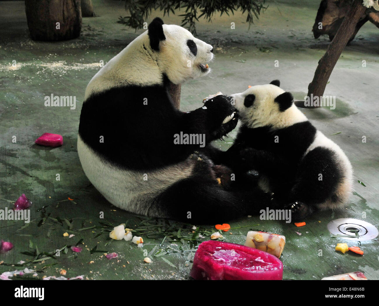 Taipei's Taiwan. 6th July, 2014. Mother "Yuanyuan" feeds giant panda ...