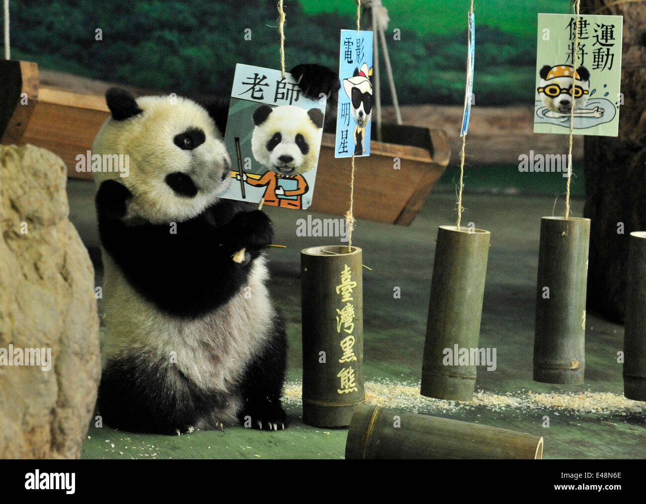 Taipei's Taiwan. 6th July, 2014. Giant panda "Yuanzai" grabs future ...