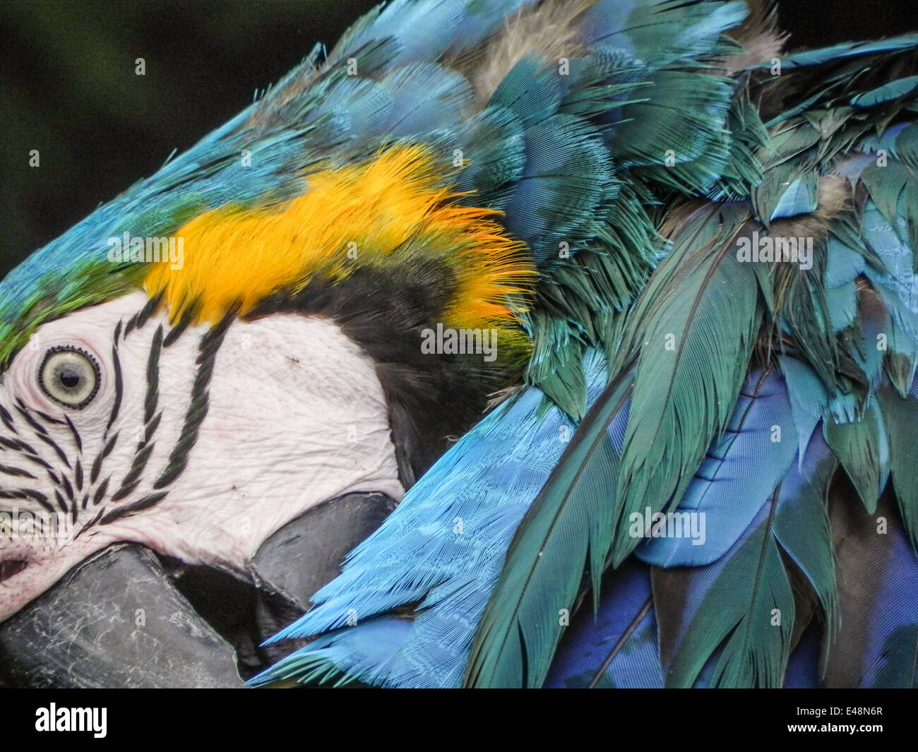 Beautiful macaws hi-res stock photography and images - Alamy