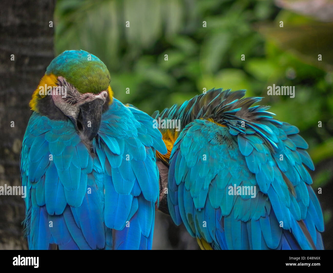 Beautiful macaws hi-res stock photography and images - Alamy