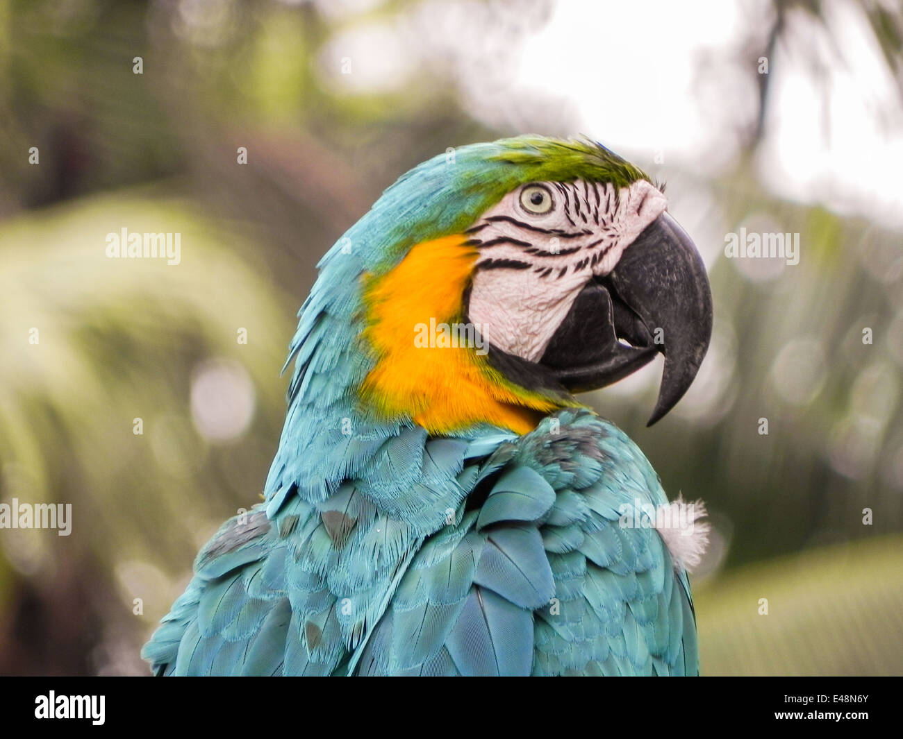 Beautiful macaws hi-res stock photography and images - Alamy