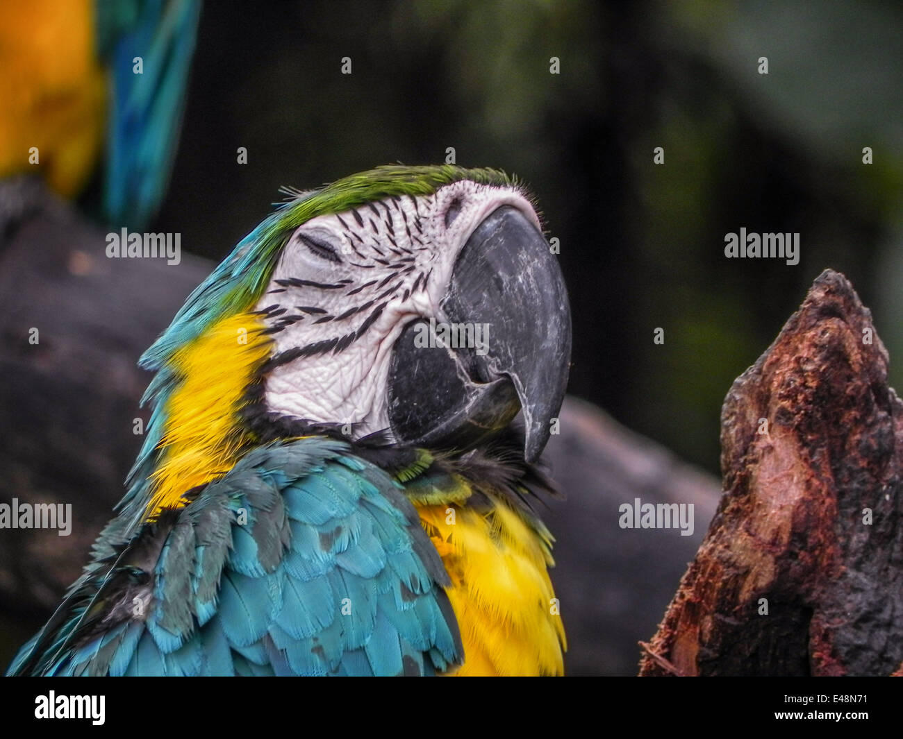 Beautiful macaws hi-res stock photography and images - Alamy