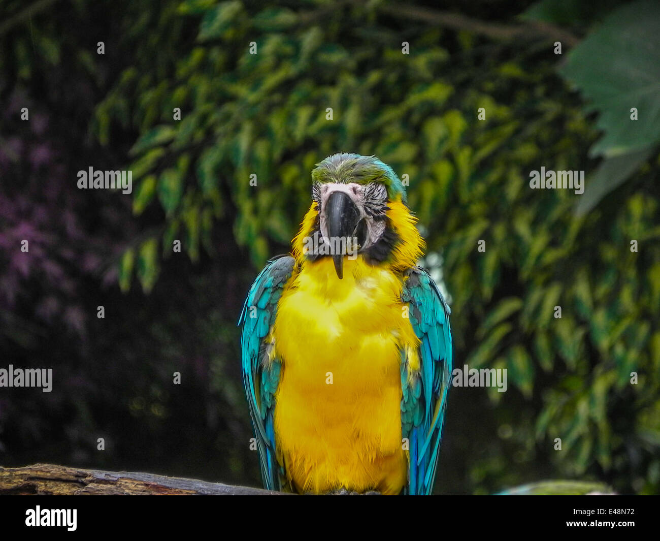 Beautiful Macaws of the Thailand Jungle Stock Photo - Alamy
