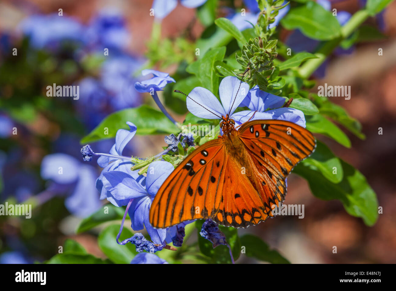 close up of a beautiful orange butterfly feeding on spring blue flowers ...