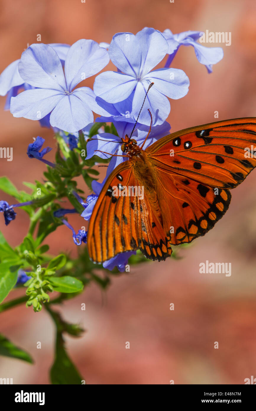 close up of a beautiful orange butterfly feeding on spring blue flowers ...