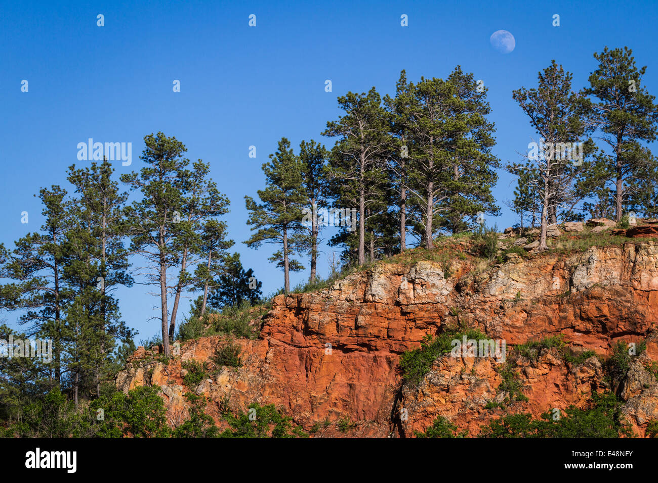 moon rising over a red rock cliff with tall pine trees in south dakota ...