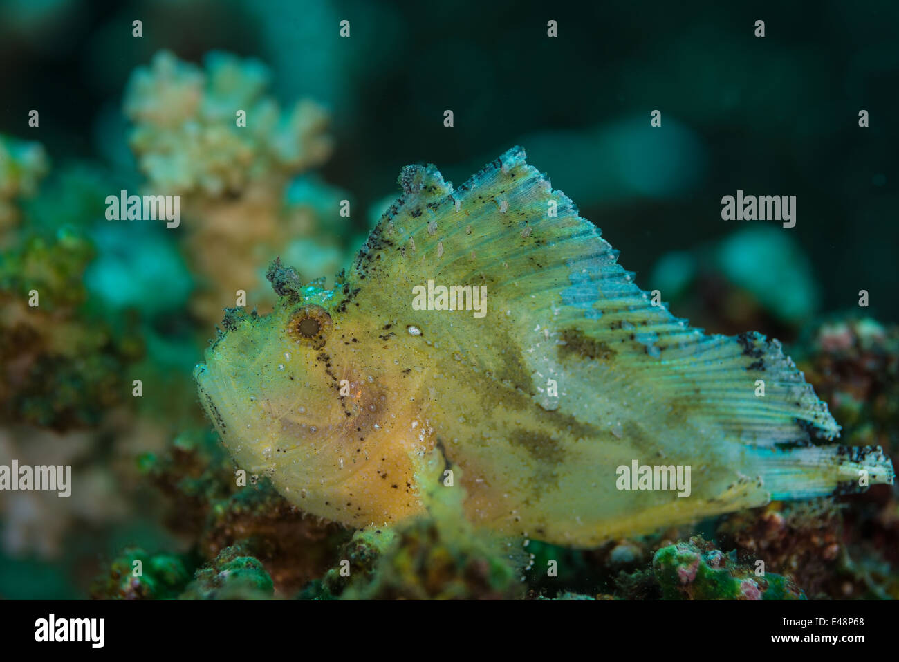 Leaf fish relaxing on a coral Stock Photo - Alamy