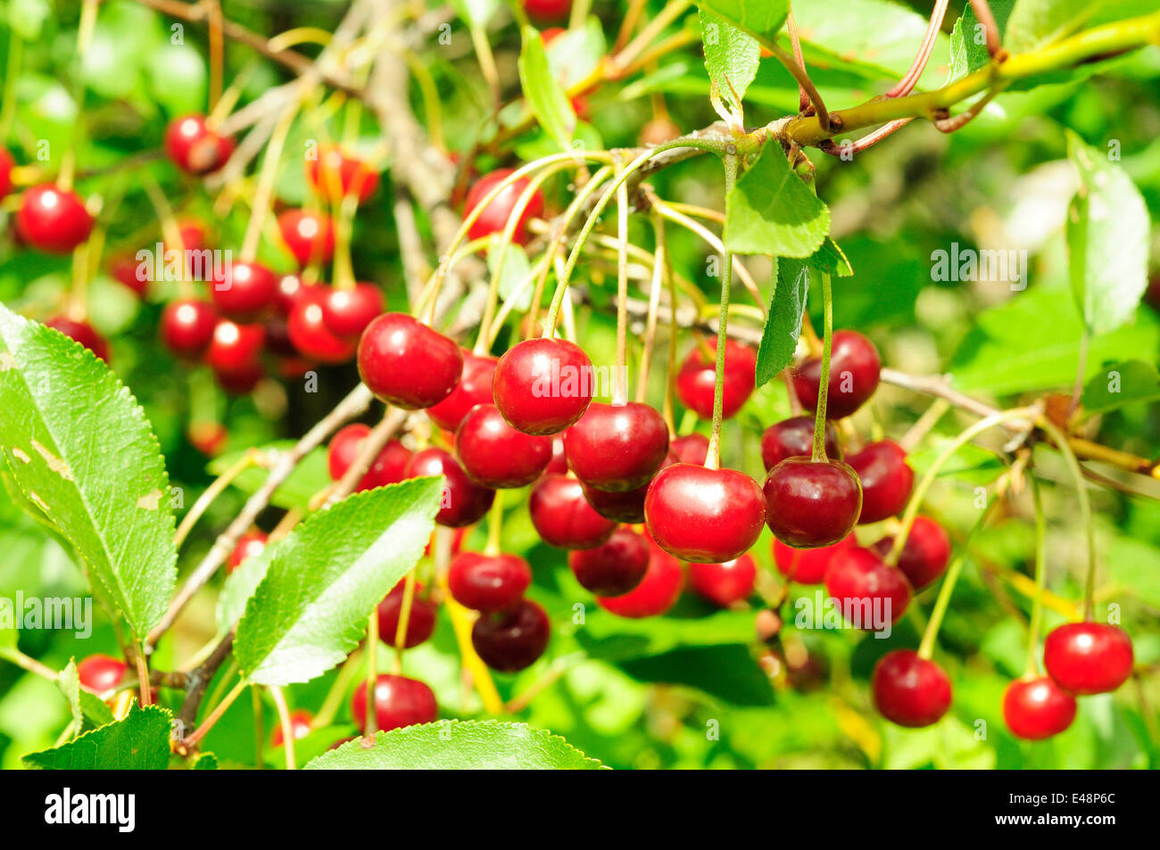 Ripe red cherry berries hi-res stock photography and images - Alamy