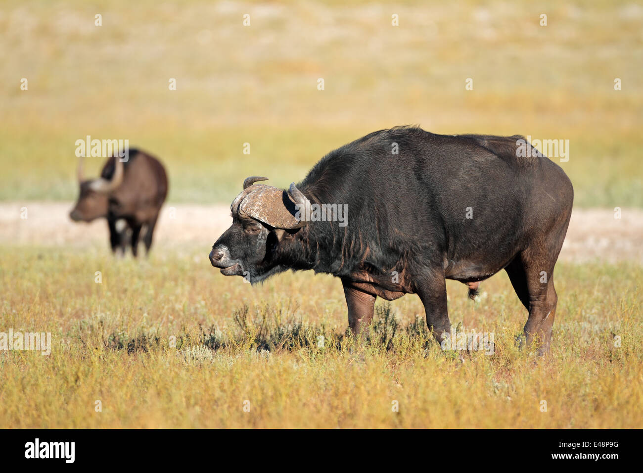 Large African or Cape buffalo bull (Syncerus caffer), South Africa ...