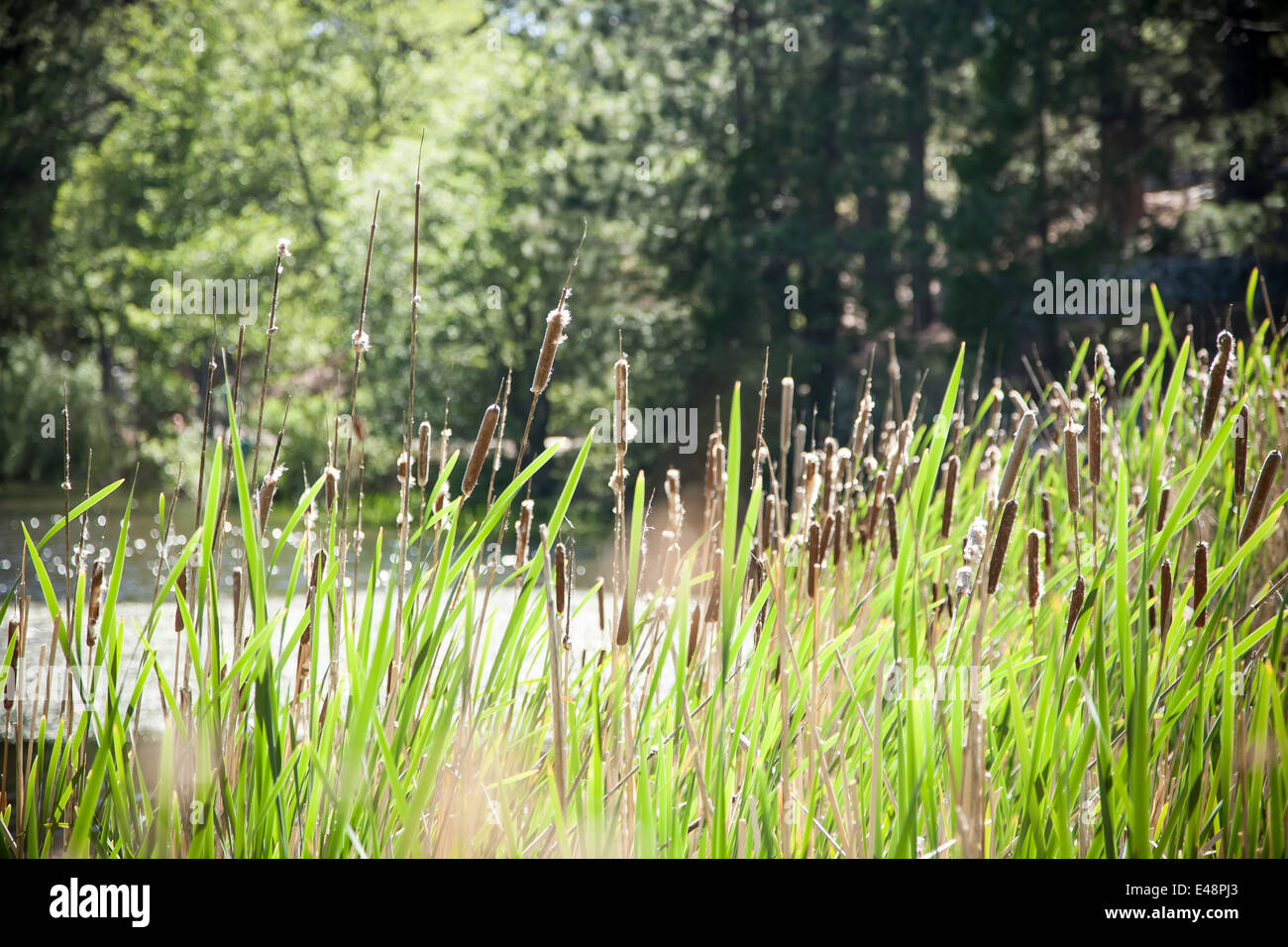 Tall reeds and grass hi-res stock photography and images - Alamy
