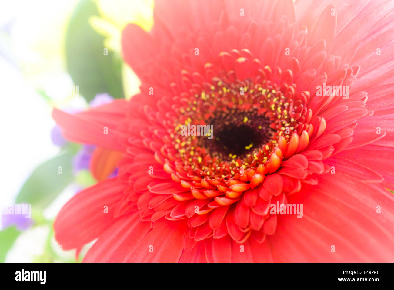 Soft red flower hi-res stock photography and images - Alamy