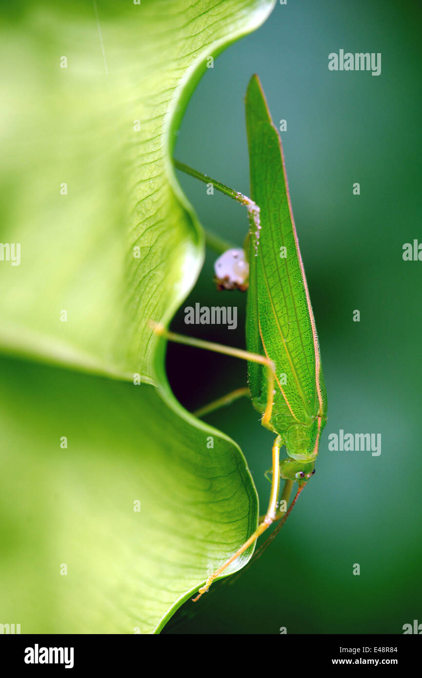 Leaf like insect hi-res stock photography and images - Alamy