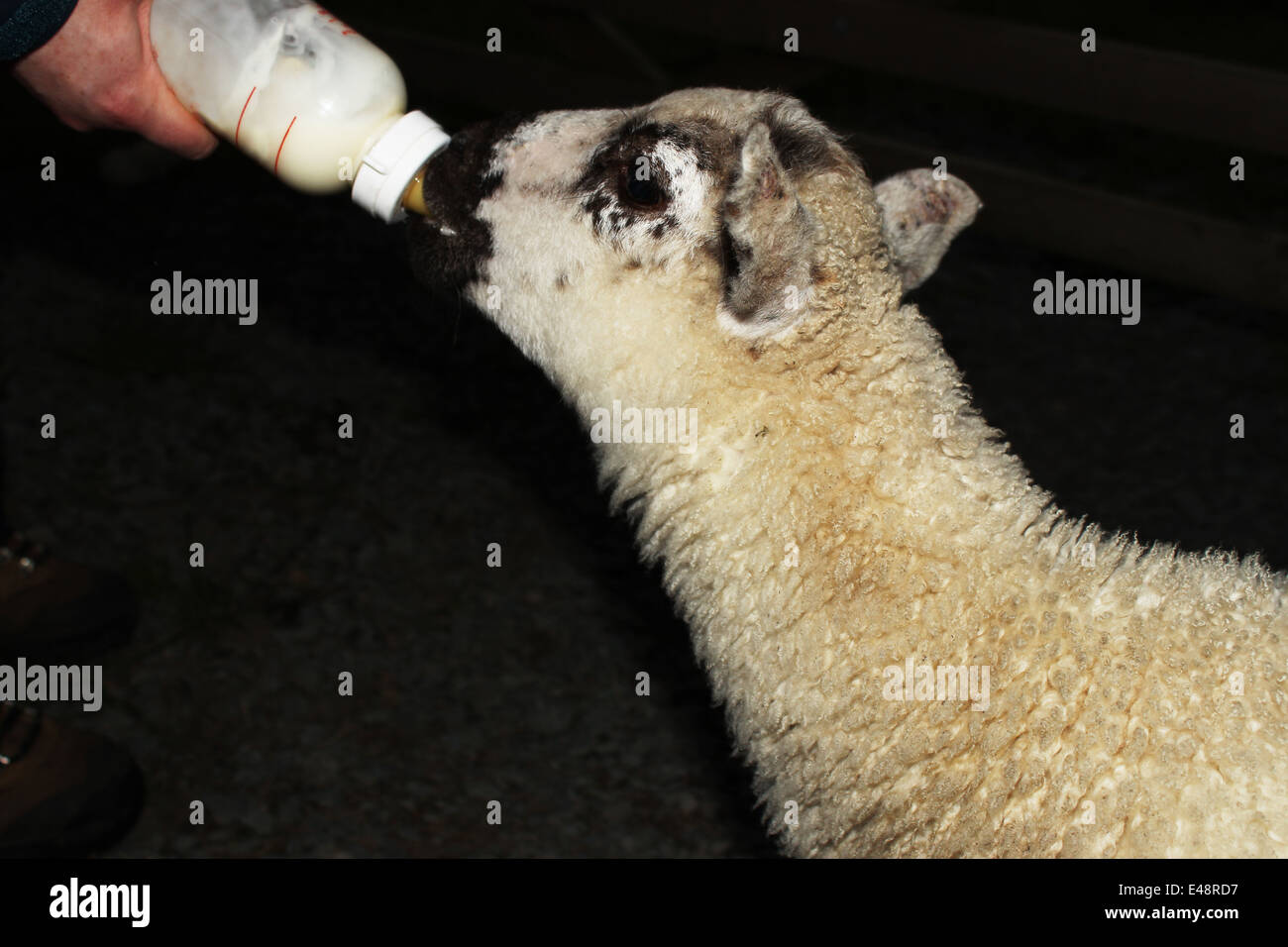 Hand lamb hi-res stock photography and images - Alamy