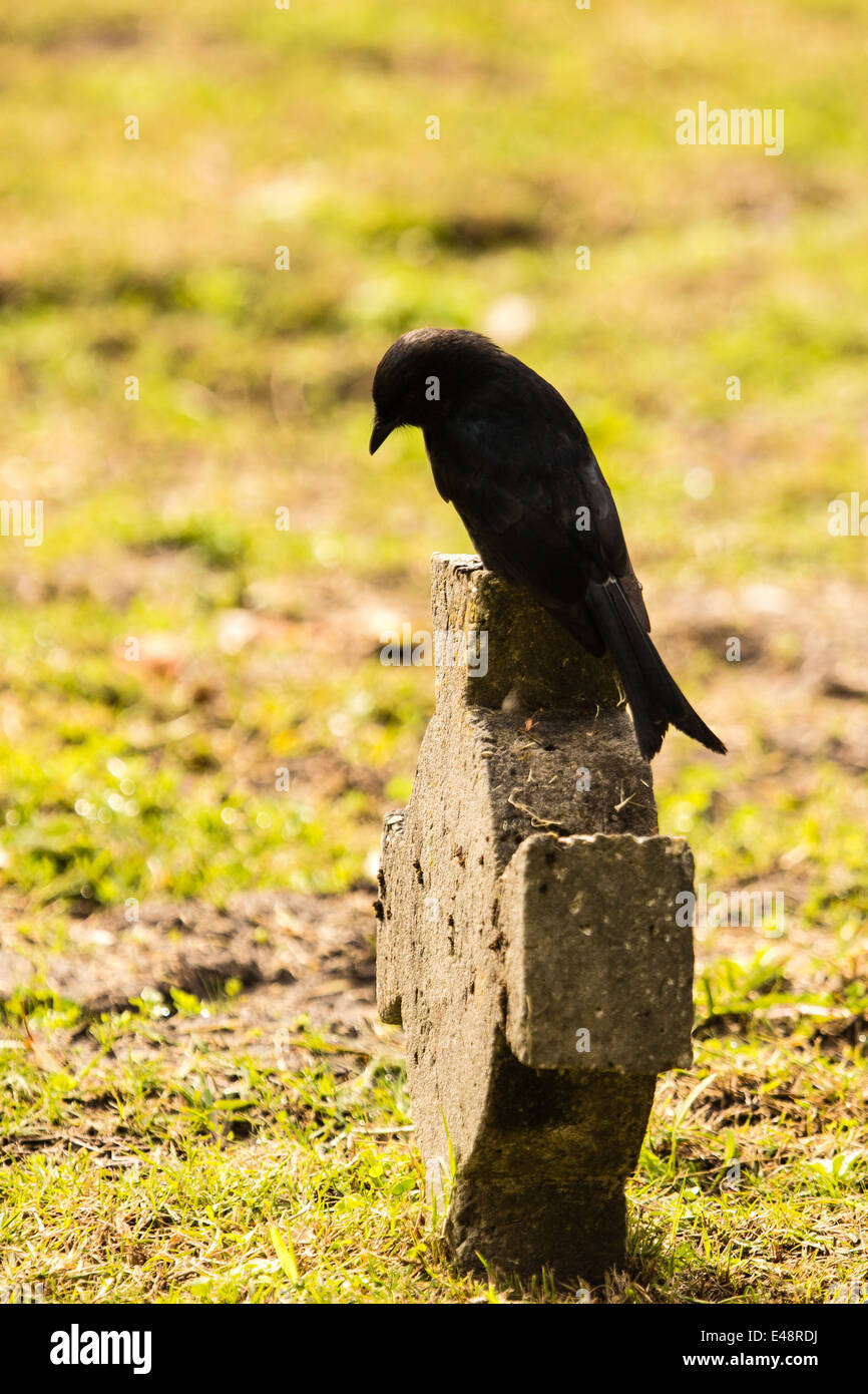 Black bird mourning Stock Photo - Alamy
