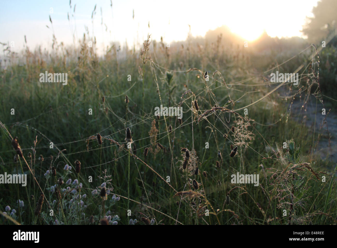 early morning sun light shine on spider nets in summer bloom wild field ...