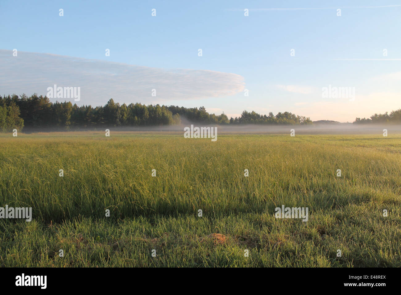 summer morning raise of sun in wild bloom field Stock Photo - Alamy