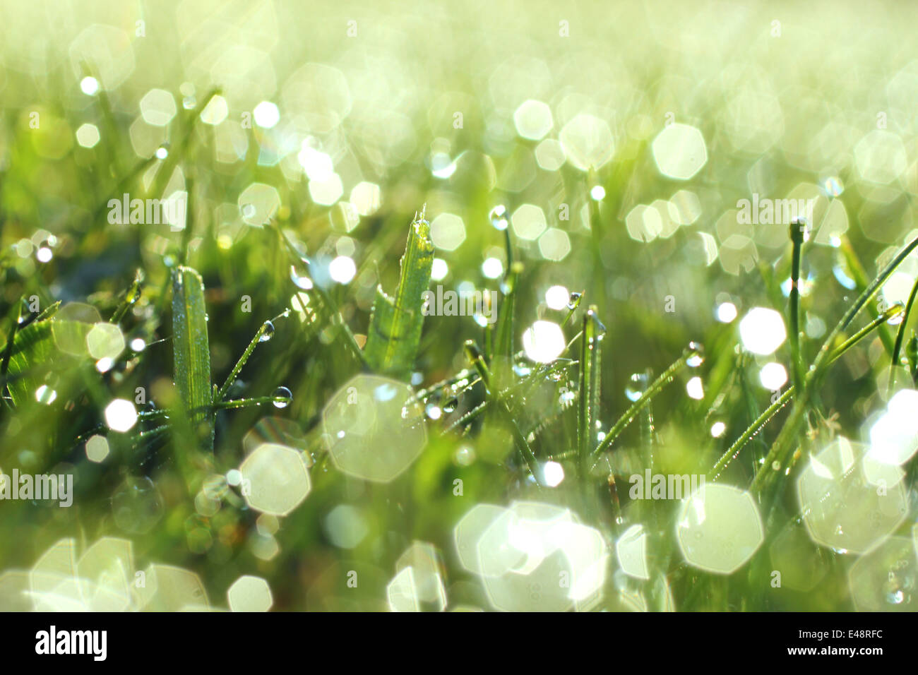Grass in greener hi-res stock photography and images - Alamy