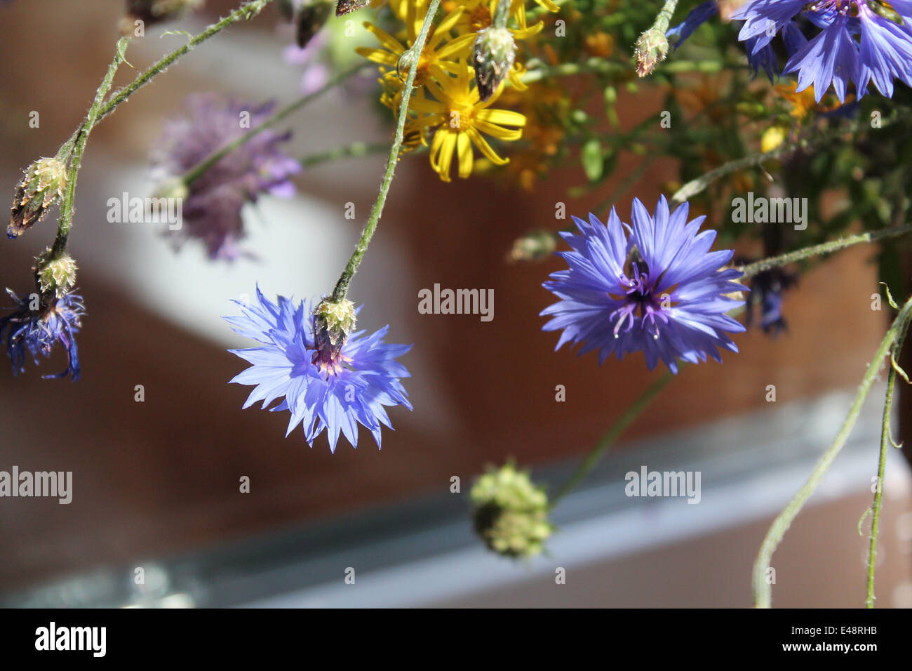 corolla of deep blue grow wild in field cornflower Stock Photo - Alamy