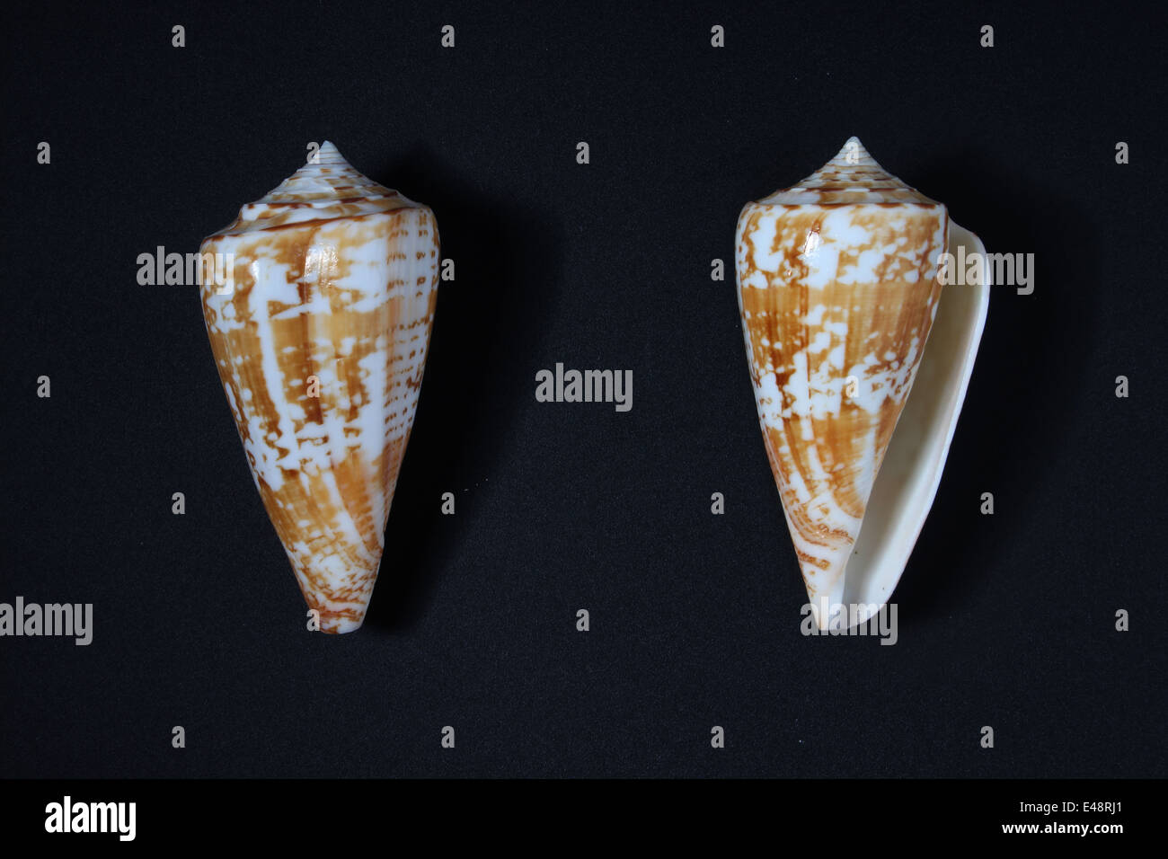 Cone shell hi-res stock photography and images - Alamy