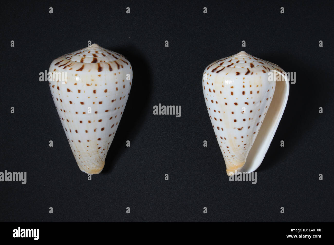 Indian Cone Shell, ( Conidae Stock Photo - Alamy
